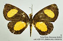 Papua Insects Foundation (Lepidoptera/Callidulidae: thumbnails)